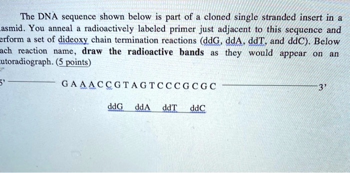 SOLVED: The DNA sequence shown below is part of a cloned single ...