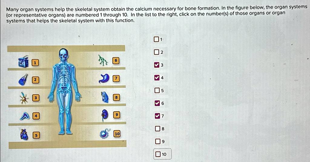 many organ systems help the skeletal system obtain the calcium necessary for bone formation in ...