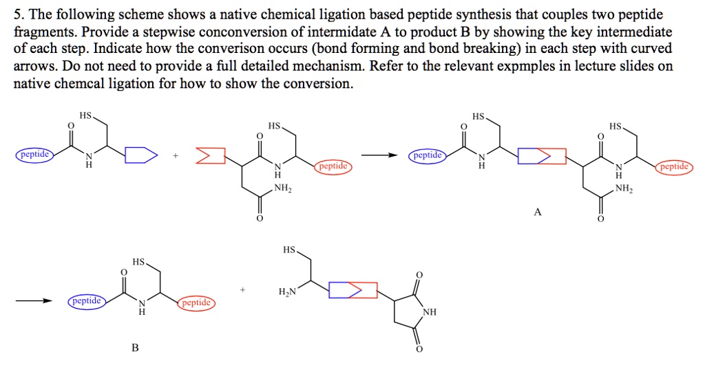 SOLVED: 5. The following scheme shows a native chemical ligation-based ...