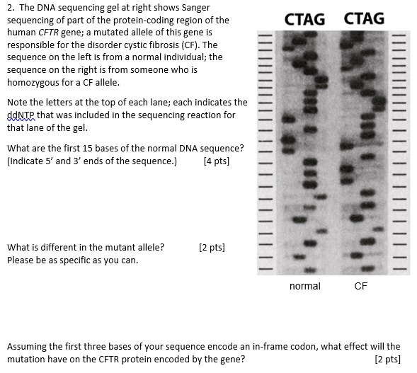 2. The DNA sequencing gel at right shows Sanger sequencing of part of ...