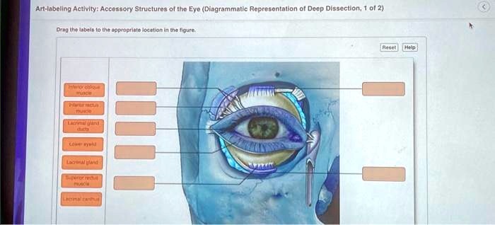 Art-labeling Activity: Accessory Structures of the Eye (Diagrammatic ...