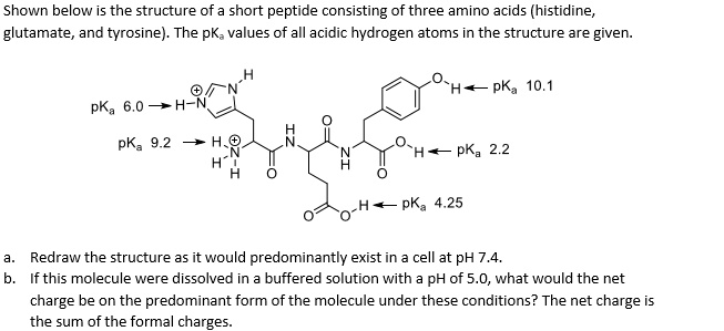 SOLVED: Shown below is the structure of short peptide consisting of ...