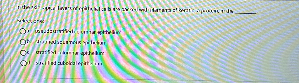In the skin, apical layers of epithelial cells are packed with ...