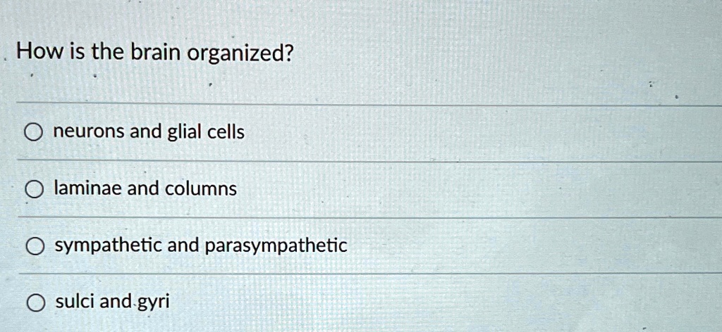How is the brain organized? ? neurons and glial cells ? laminae and ...