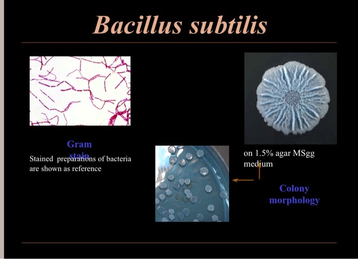 SOLVED: Bacillus subtilis Gram-stained preparations of bacteria are ...