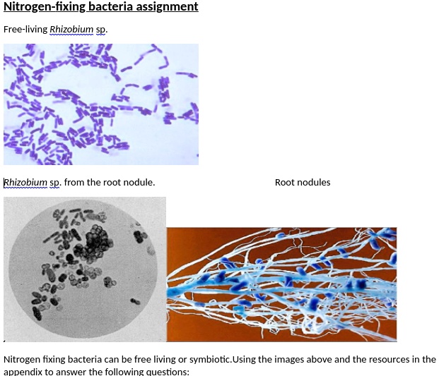 SOLVED: Nitrogen-fixingbacteria assignment Free-living Rhizobium Sp ...