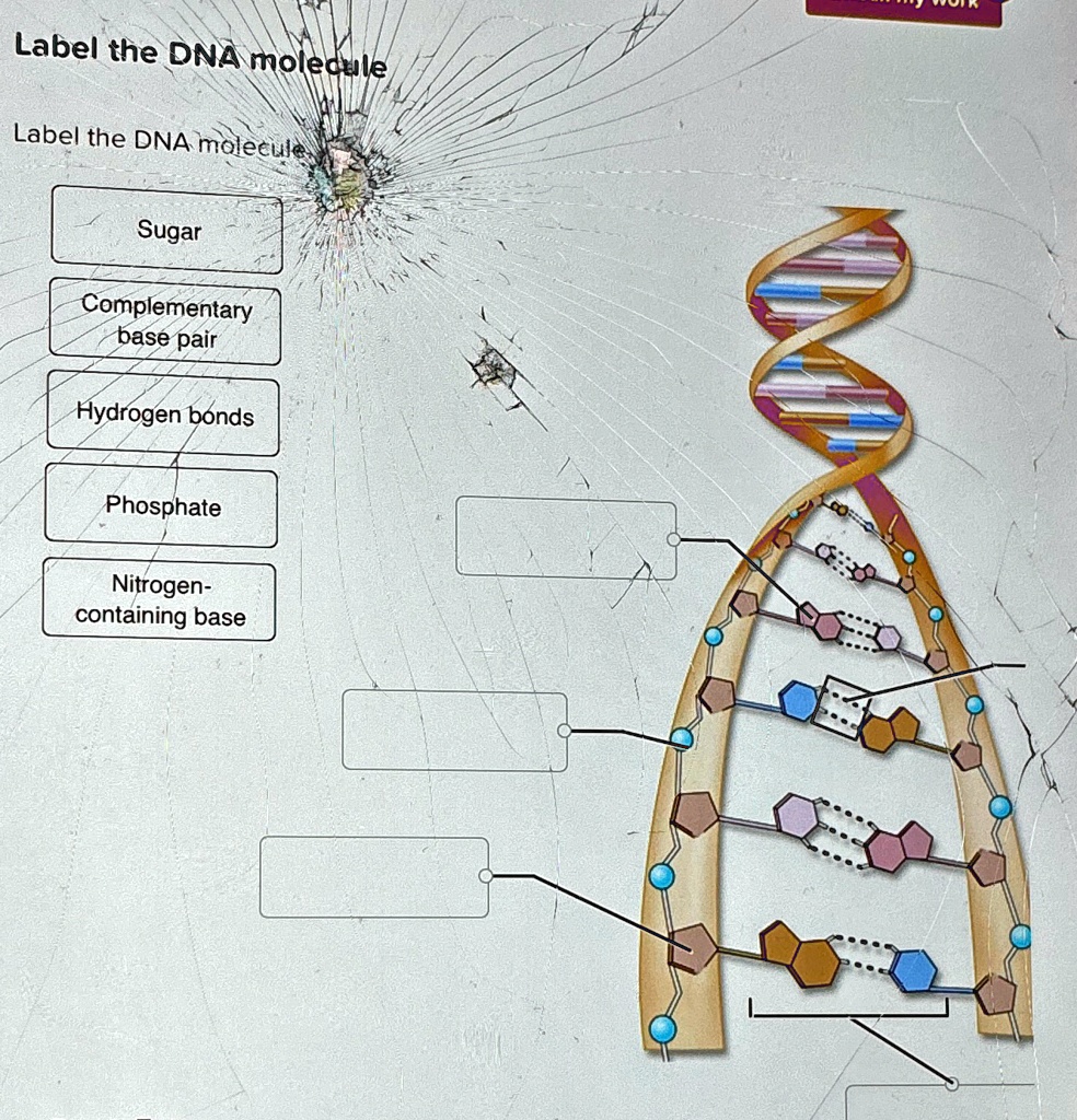 Label the DNA molecule Label the DNA molecule Complementary base pair ...