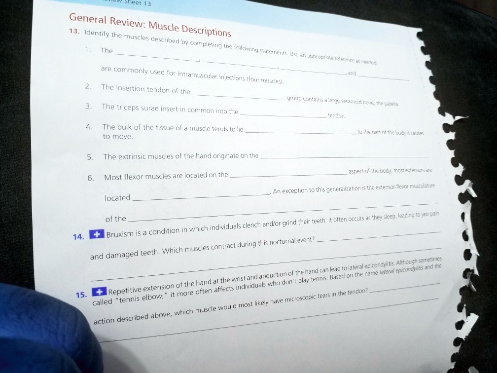 Sheet 13 General Review: Muscle Descriptions 13. Identify the muscles ...