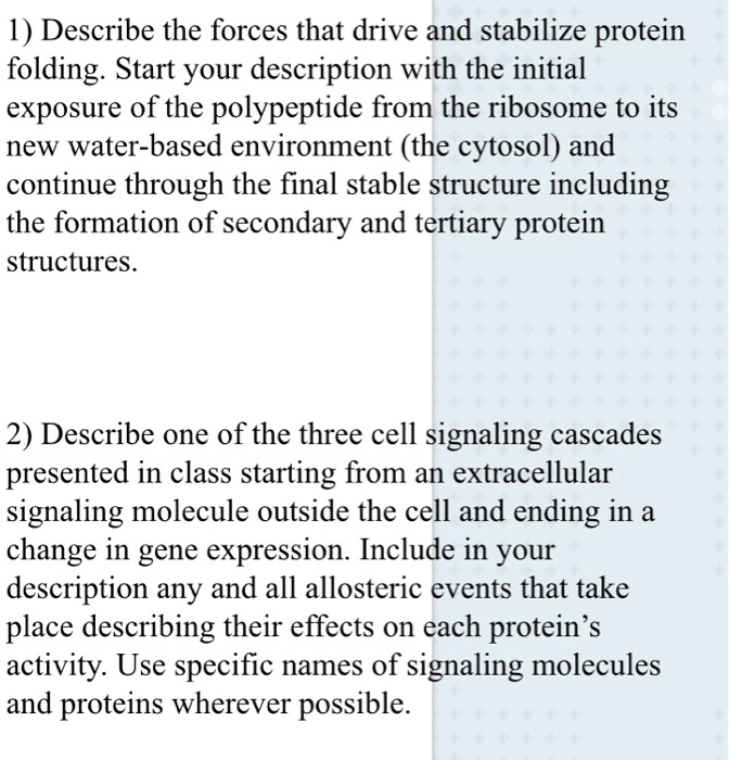 SOLVED: 1) Describe the forces that drive and stabilize protein folding ...