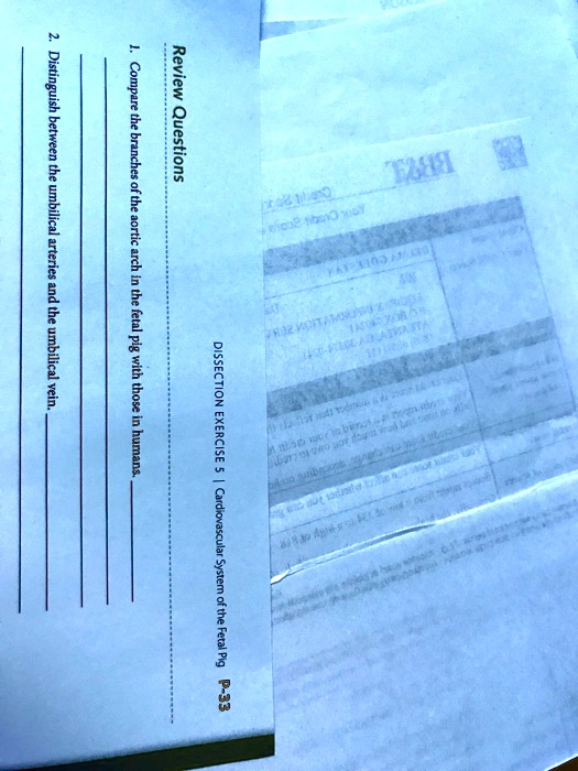 SOLVED: Review Questions: Distinguish between the umbilical arteries ...