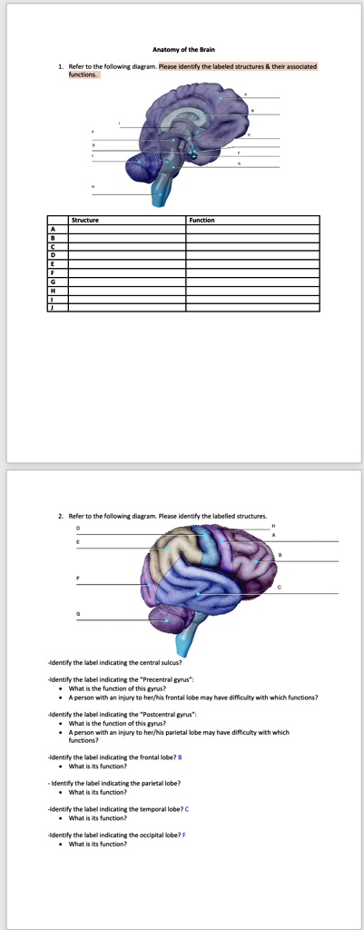 Anatomy of the Brain L. Refer to the following diagram. Please identify ...