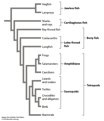 SOLVED: Hagfish Jawless fish Lamprevs Sharks andrays Cartilaginous fish ...