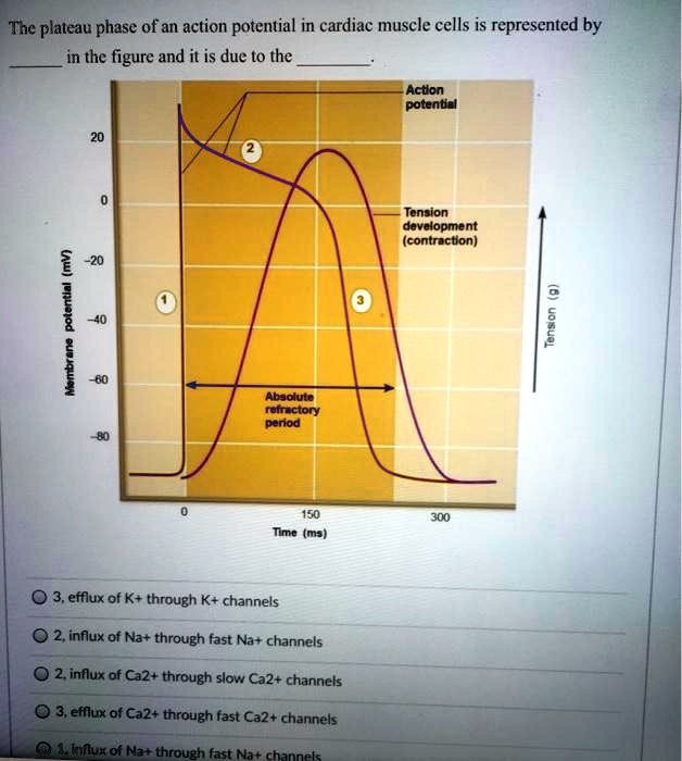 The plateau phase of an action potential in cardiac muscle cells is ...