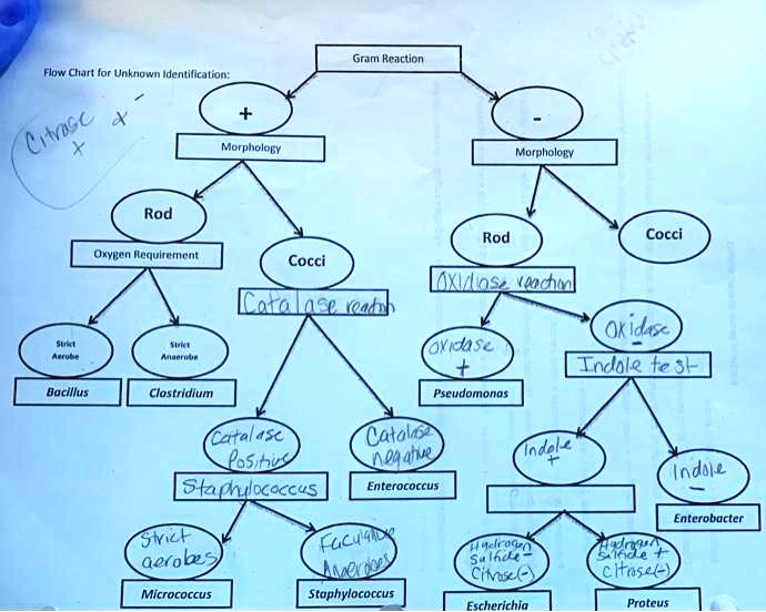 SOLVED: Gram Reaction Flow Chart for Unknown Identification a citrase X Morphology Morphology ...