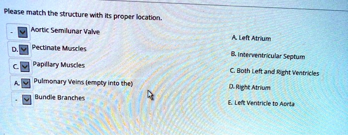 SOLVED: Please match the structure with its proper location. Aortic ...