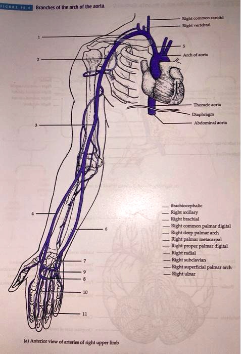 FIGURE 18 Branches of the arch of the aorta. Right common carotid Right ...