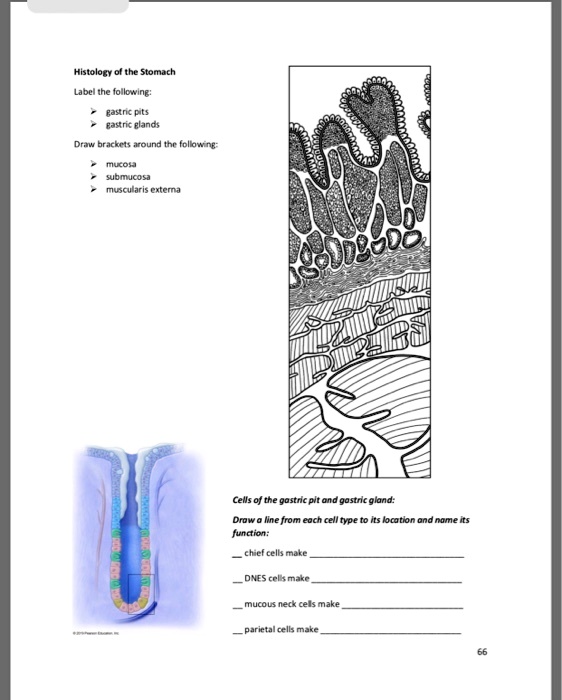 Histology of the Stomach Label the following: gastric pits gastric ...