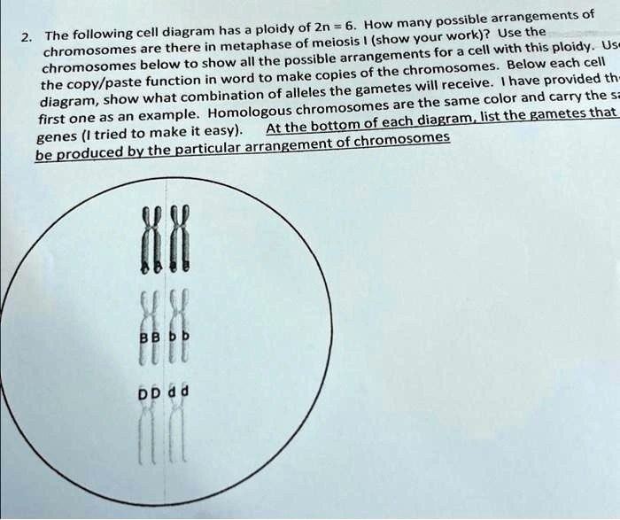 SOLVED: 2. The following cell diagram has a ploidy of 2n=6. How many ...