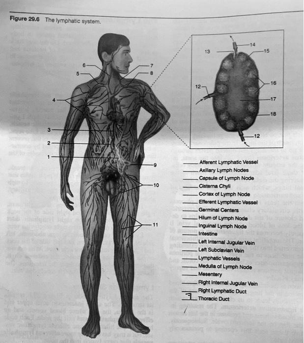 Figure 29.6 The lymphatic system. Afferent Lymphatic...