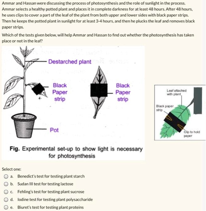 Ammar and Hassan were discussing the process of photosynthesis and the ...
