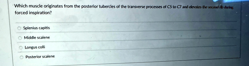 Which muscle originates from the posterior tubercles of the transverse ...