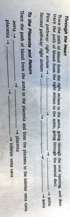 Through the Heart Trace the path of blood from the right atrium to the ...