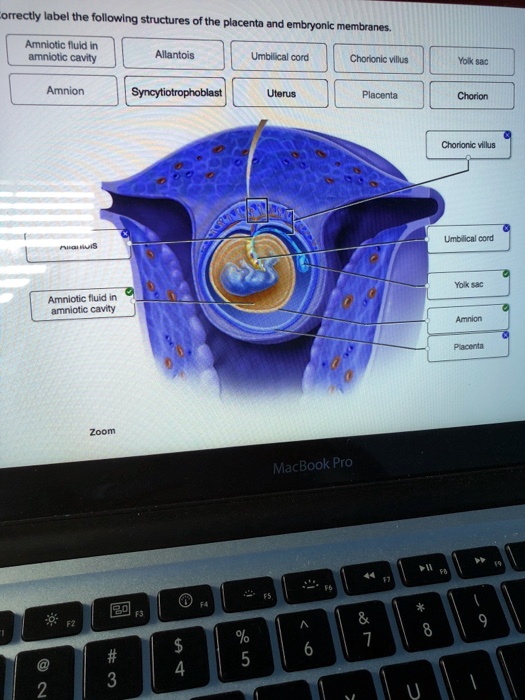 Solved Correctly Label The Following Structures Of The Placenta And Embryonic Membranes