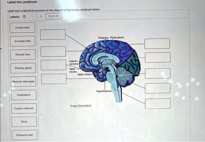 Label the cerebrum Label each anatomical structure on the diagram of ...