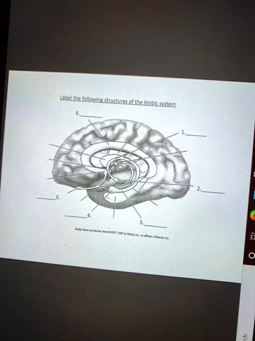 label please! Label the following structures of the limbic system