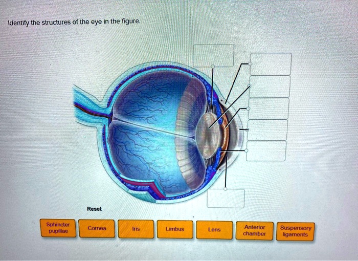 SOLVED: Identify the structures of the eye in the figure: - Sphincter ...