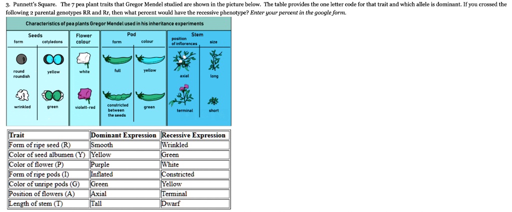 3. Punnett's Square. The 7 pea plant traits that Gregor Mendel studied ...