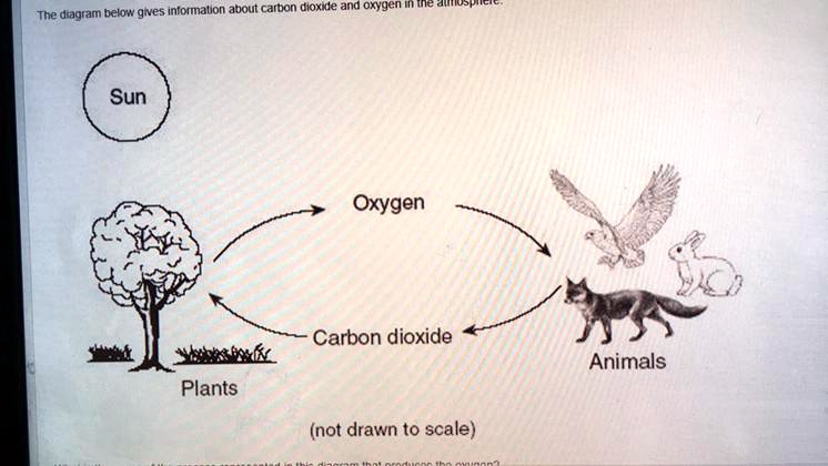 SOLVED: 'The diagram below gives information about carbon dioxide and ...