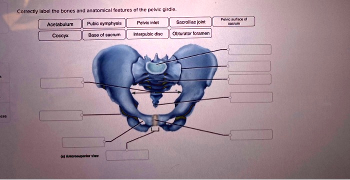 SOLVED: Correctly label the bones and anatomical features of the pelvic ...