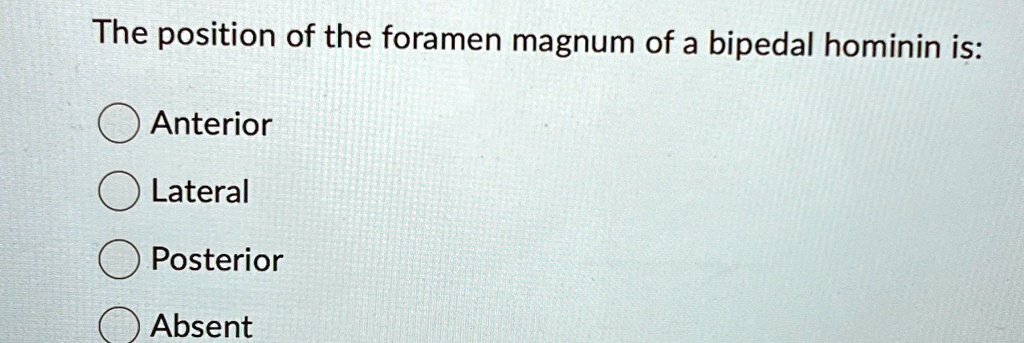 the position of the foramen magnum of a bipedal hominin is anterior ...