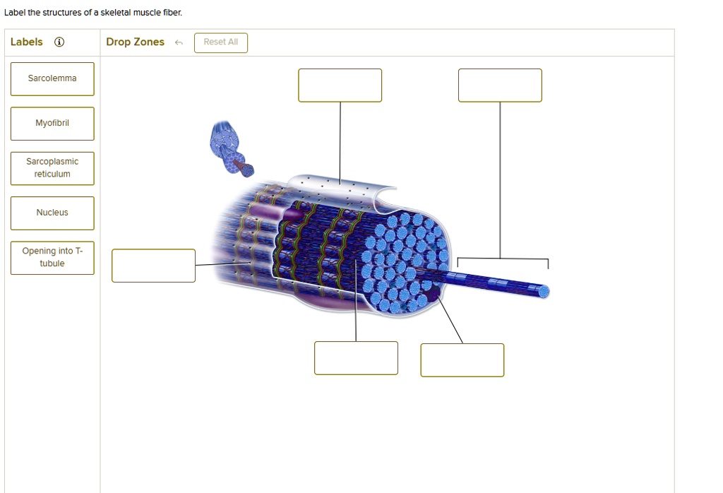 Label the structures of a skeletal muscle fiber. Labels Sarcolemma Myofibril Sarcoplasmic ...