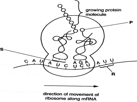 growing protein molecule S CAUAUC UC U AYY U direction of movement of ...