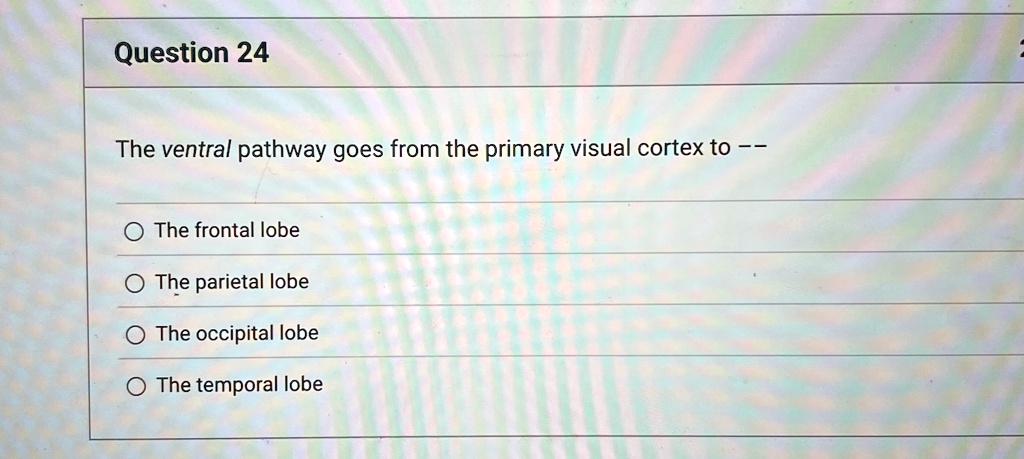 Question 24 The ventral pathway goes from the primary visual cortex to ...