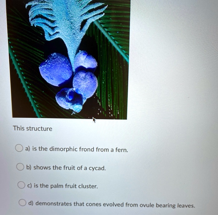 SOLVED: This structure a) is the dimorphic frond from a fern: b) shows ...