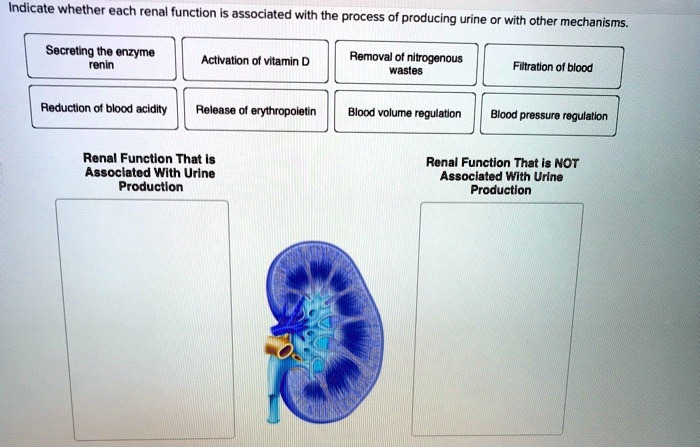 SOLVED: Indicate whether each renal function is associated with the ... SOLVED: Indicate whether each renal function is associated with the ...