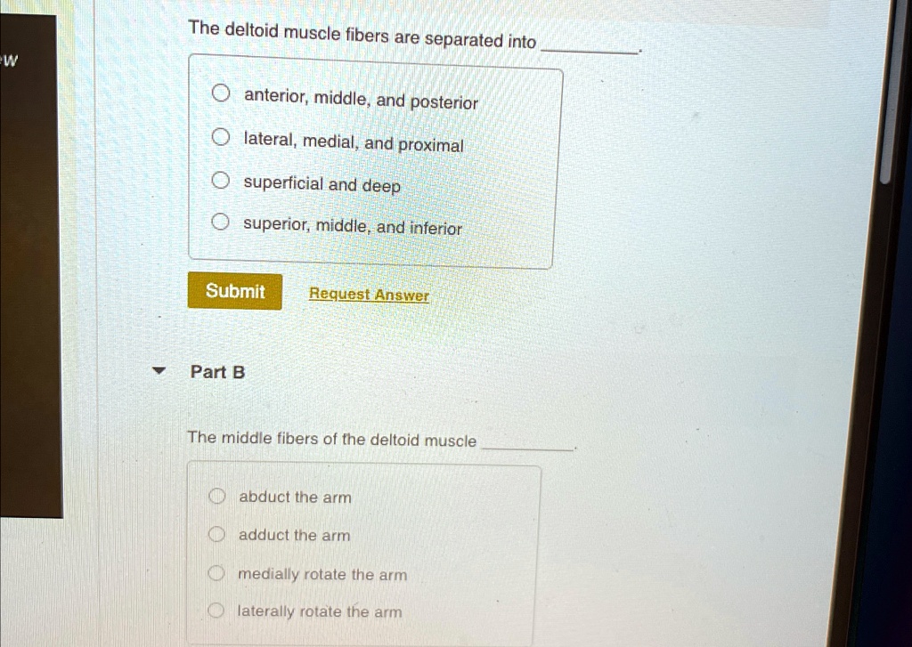 the deltoid muscle fibers are separated into q anterior middle and ...