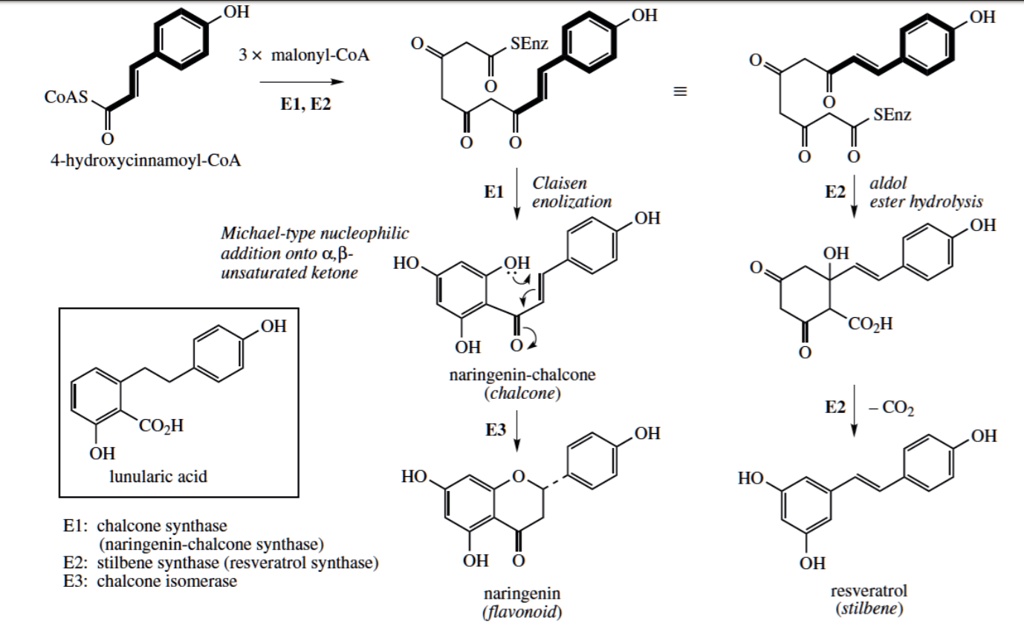 oh ho oh senz 3 malonyl coa coas ele2 senz 4 hydroxycinnamoyl coa aldol ...