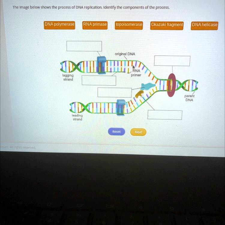 The image below shows the process of DNA replication. Identify the components of the process ...