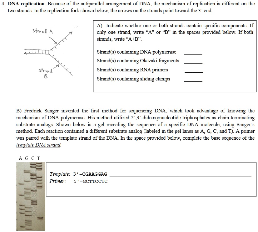 dna replication because of the antiparallel arrangement of dna the ...