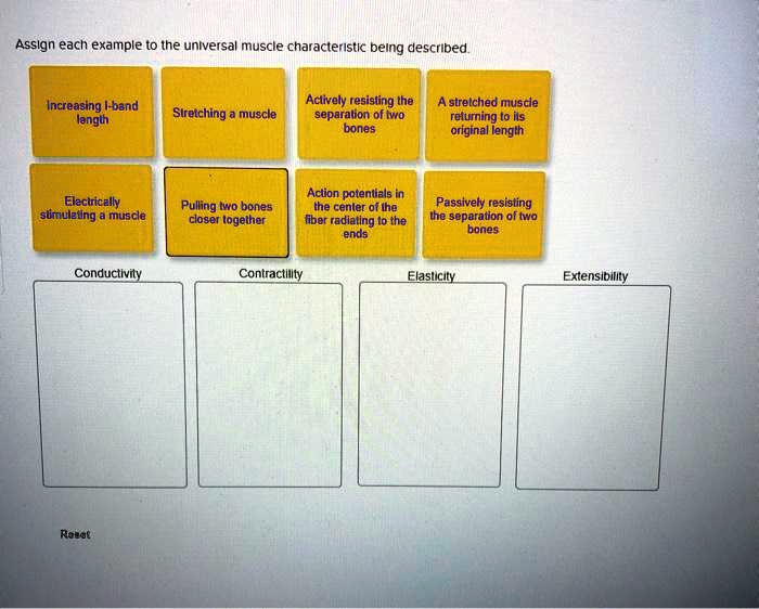Assign each example to the universal muscle characteristic being ...