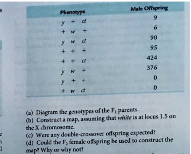 male offspring phenotype 90 95 424 376 0 diagram the genotypes of the f ...