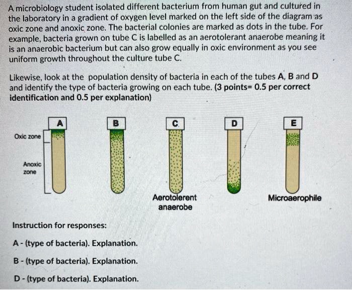 a microbiology student isolated different bacterium from human gut and ...