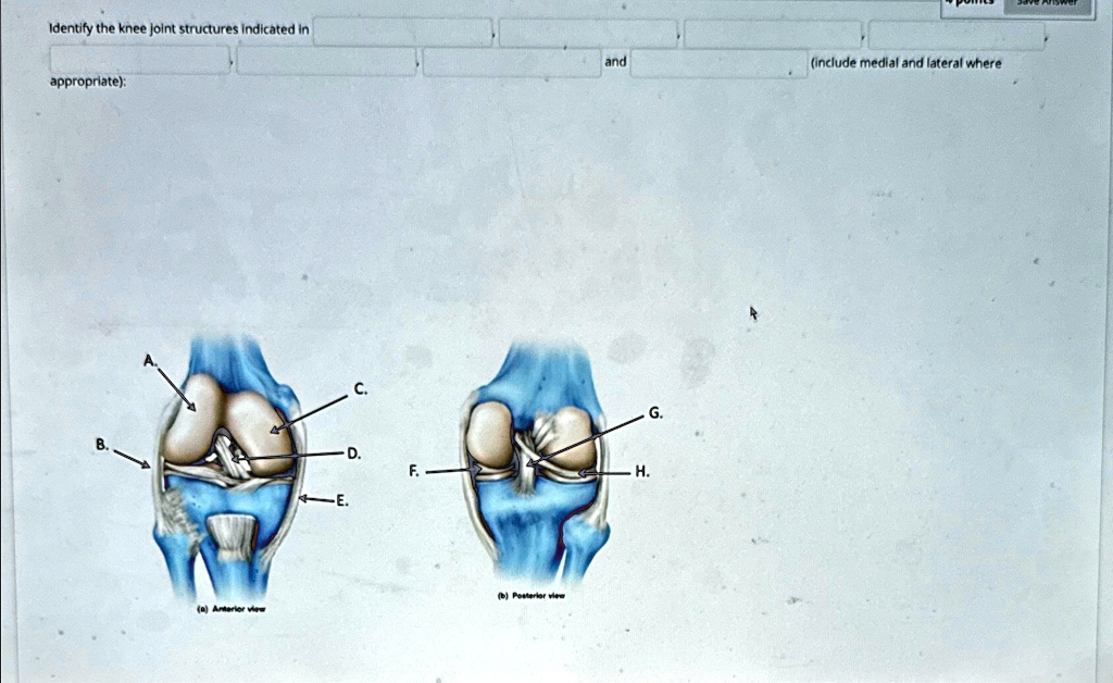 identify the knee joint structures indicated in appropriate and include ... identify the knee joint structures indicated in appropriate and include ...