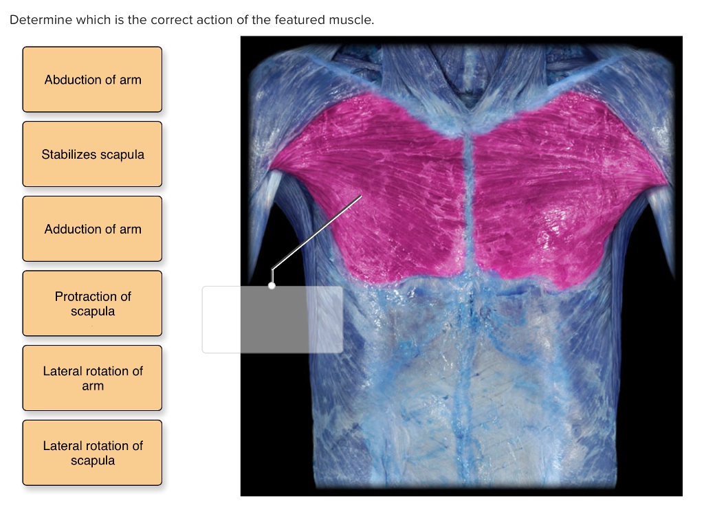 determine which is the correct action of the featured muscle abduction ...