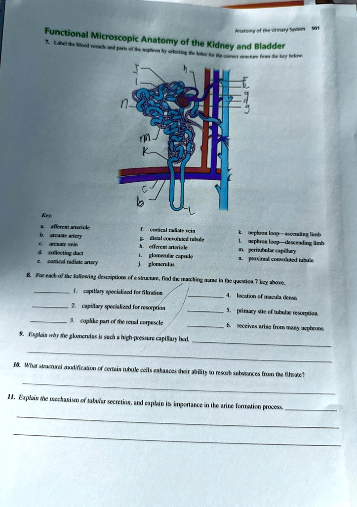 functional microscopic anatomy of the kidney and bladder 7 label the ...