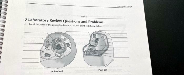 SOLVED: Cell Structure: Animal and Plant Cells Name: Laboratory Review ...